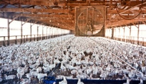 What You Need to Know about Avian Flu | Farm Sanctuary Blog