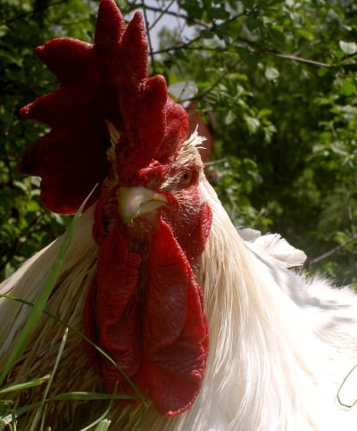 Remembering the Rescue Chickens of Katrina | Farm Sanctuary Blog